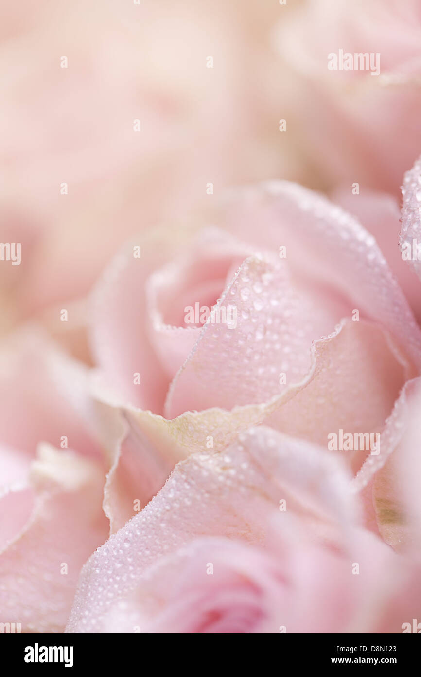 Pink Roses with Dew Stock Photo - Alamy