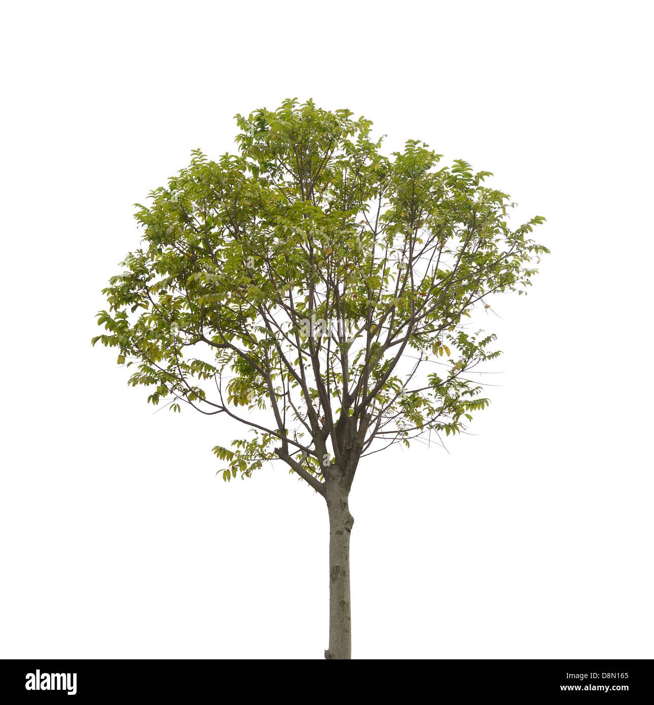 Green trees isolated on white Stock Photo - Alamy