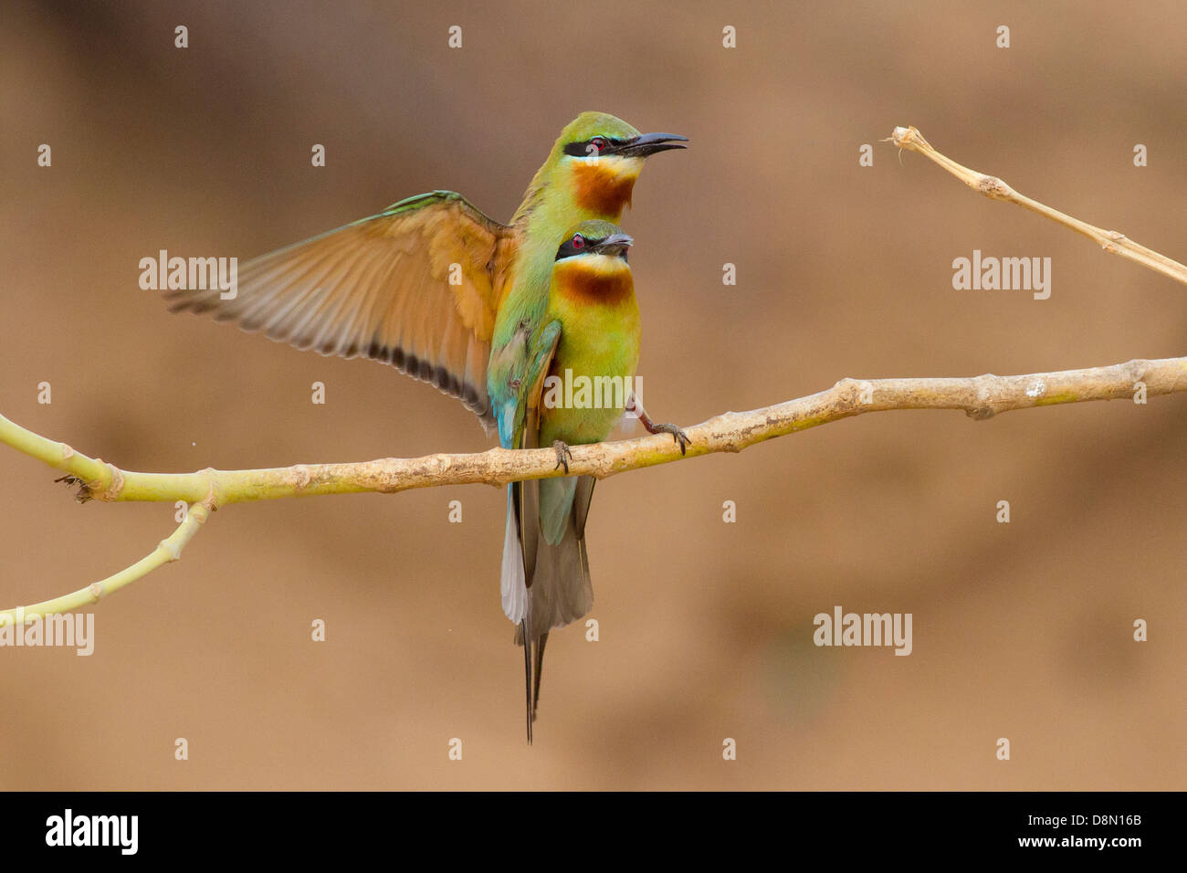 Blue-tailed Bee-eaters (Merops philippinus) mating Stock Photo - Alamy
