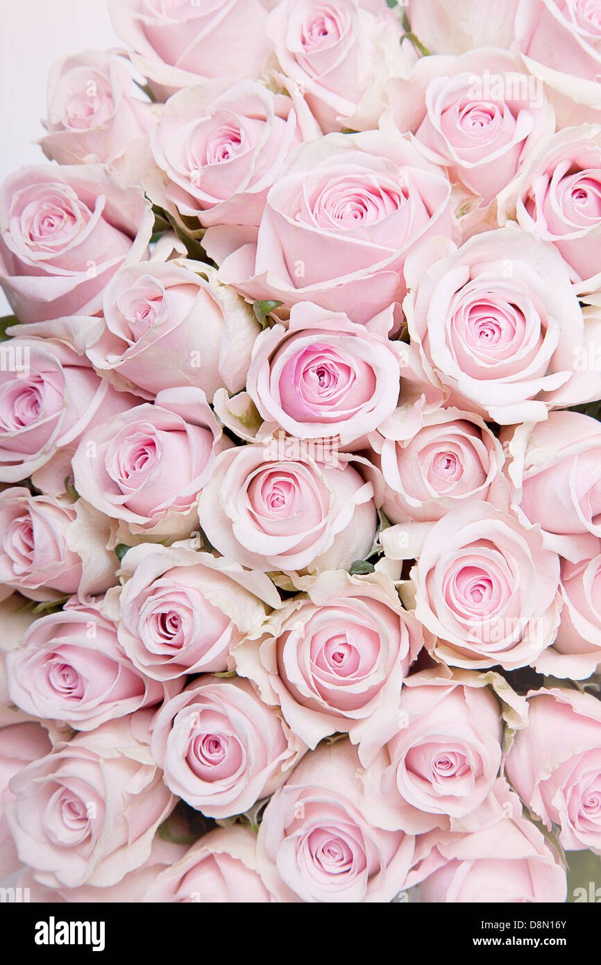 Pink Roses with Dew Stock Photo - Alamy