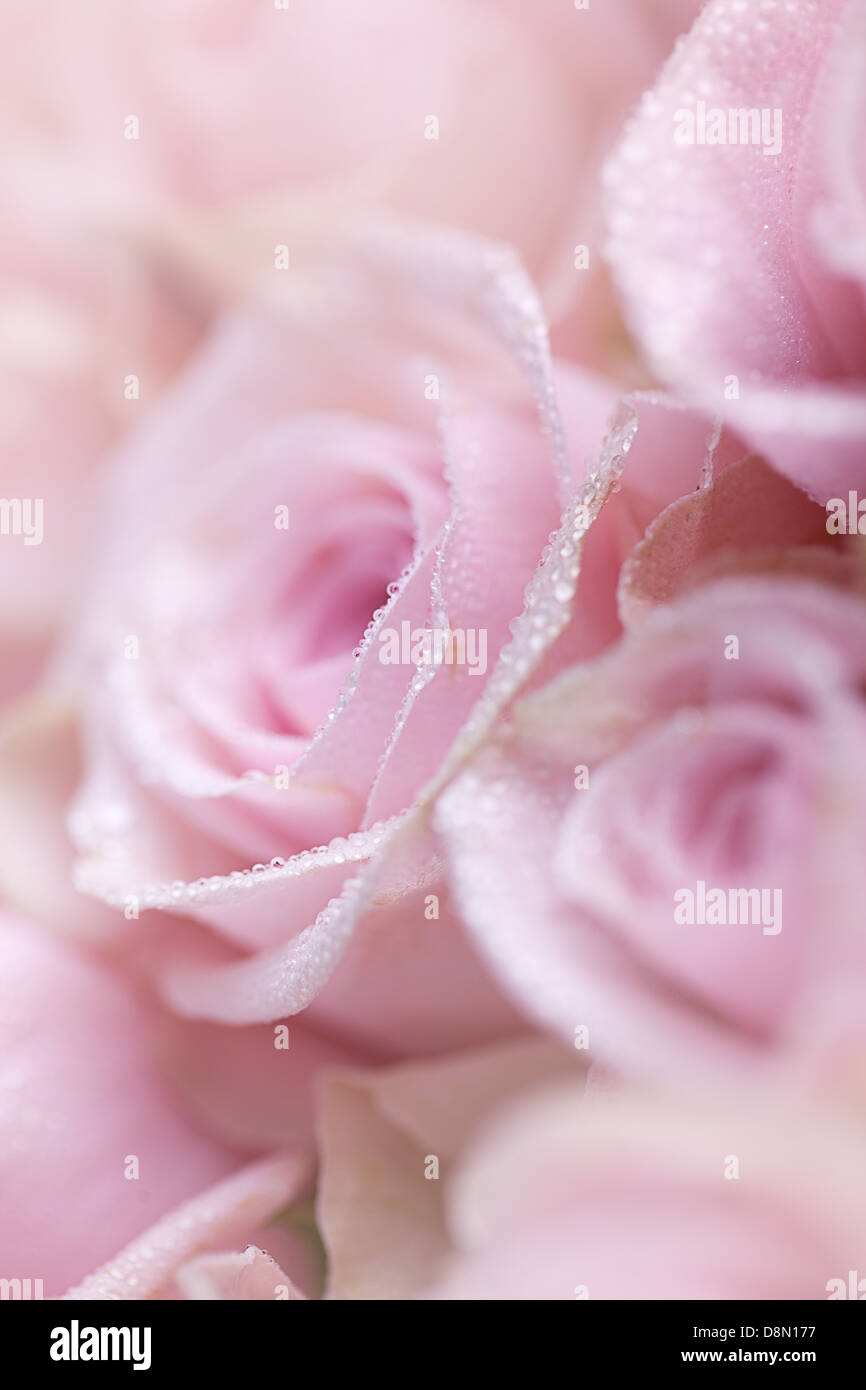 Pink Roses with Dew Stock Photo - Alamy