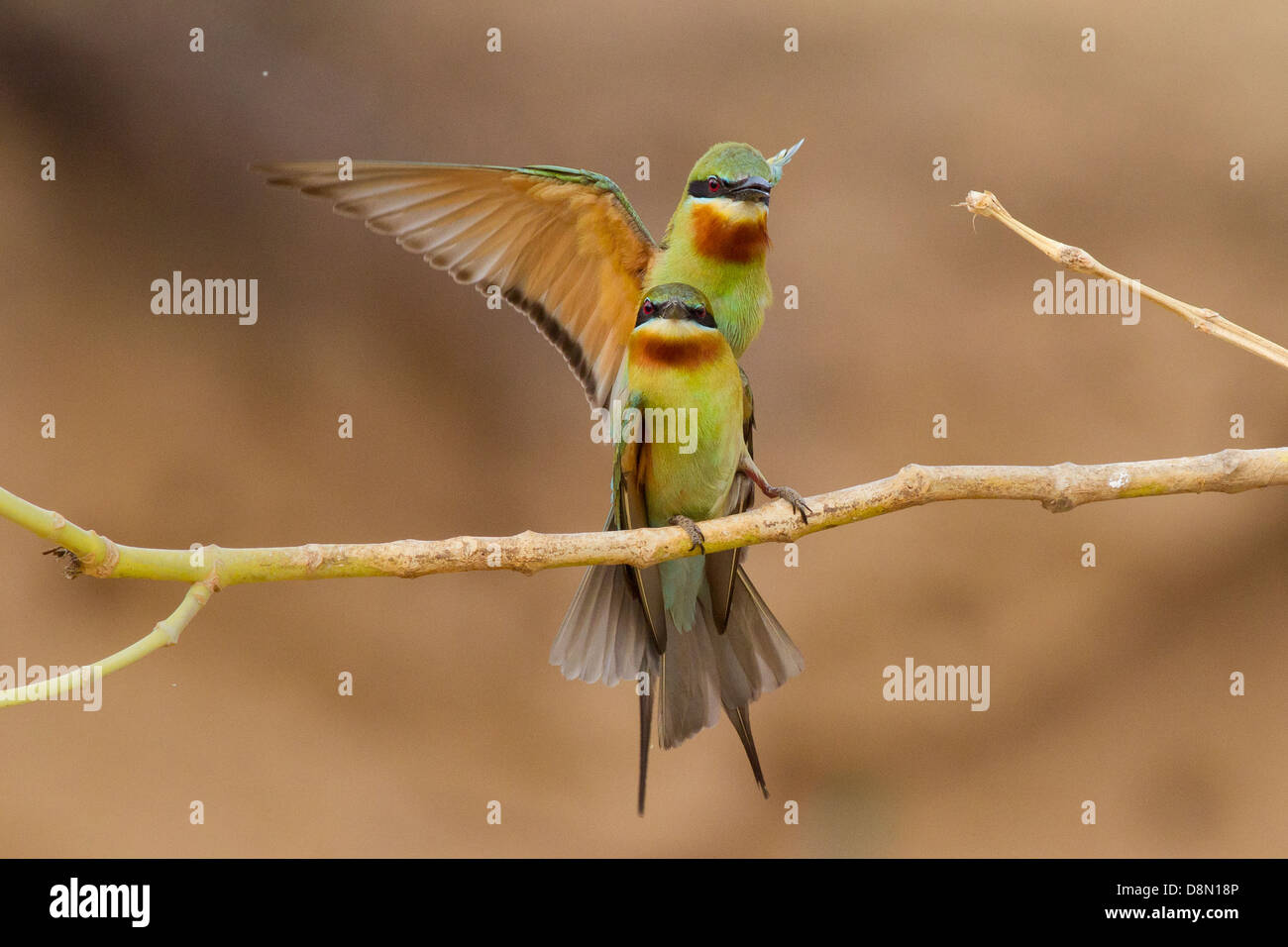 Blue-tailed Bee-eaters (Merops philippinus) mating Stock Photo - Alamy