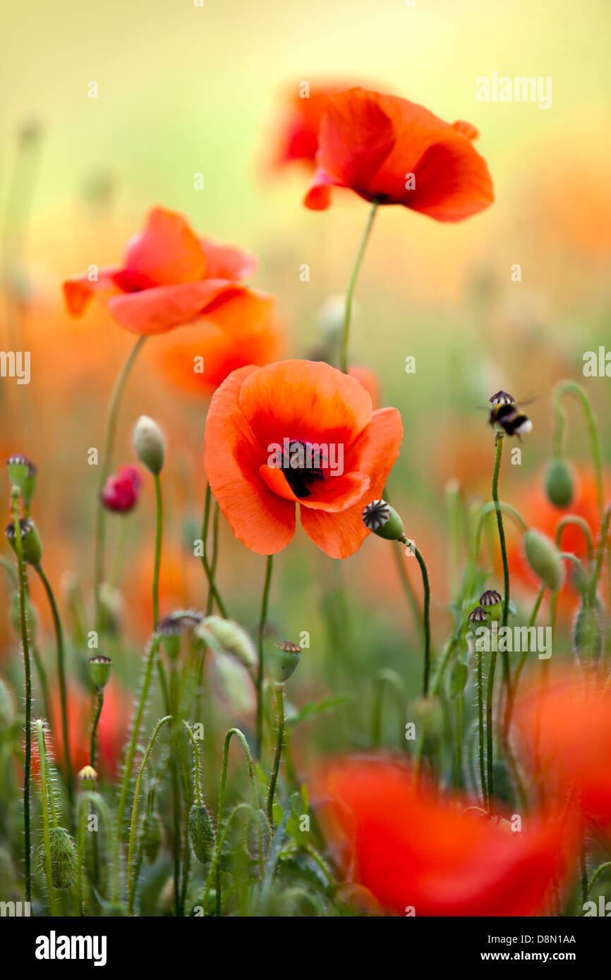 Red Poppy Flowers Stock Photo - Alamy