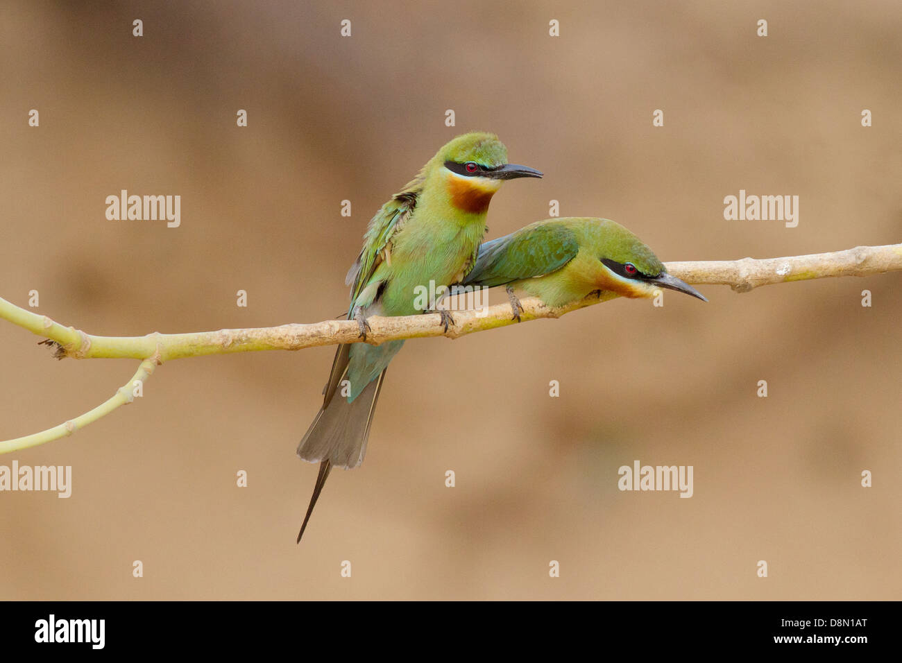 Blue-tailed Bee-eaters (Merops philippinus Stock Photo - Alamy