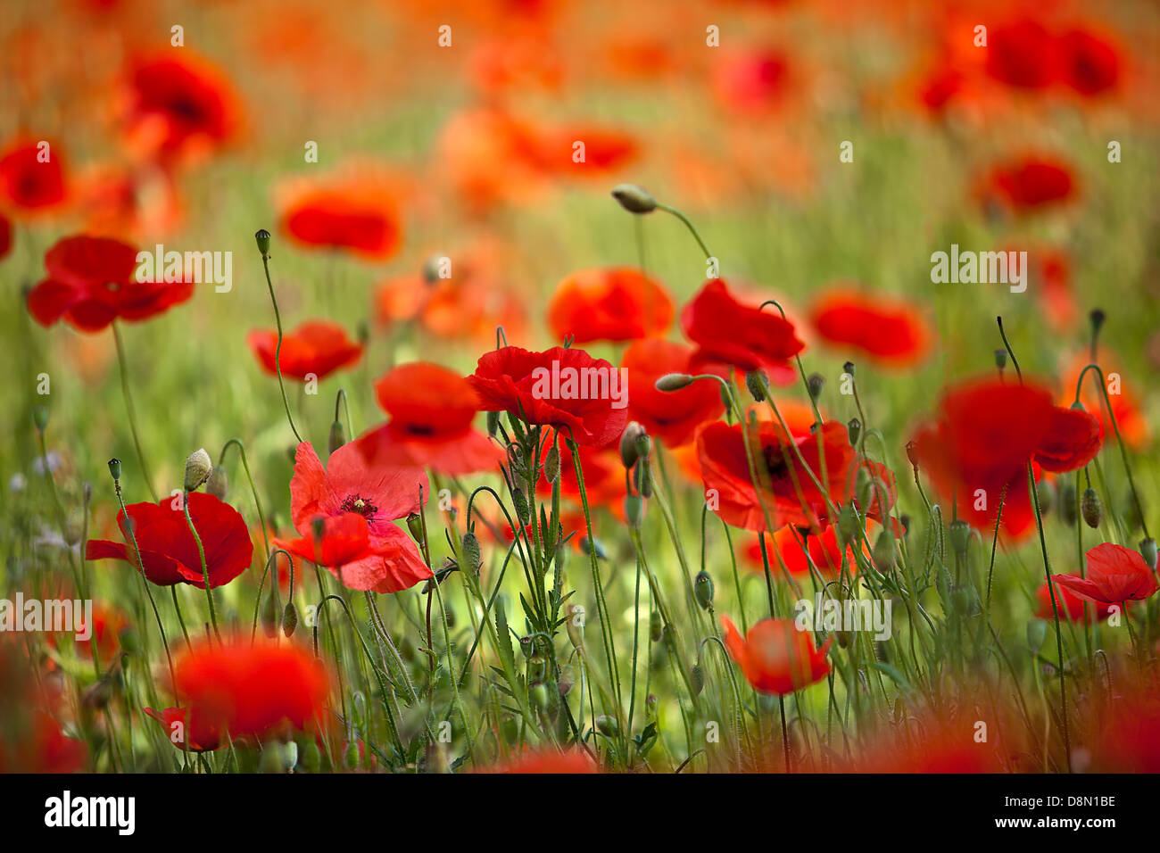 Red Poppy Flowers Stock Photo - Alamy