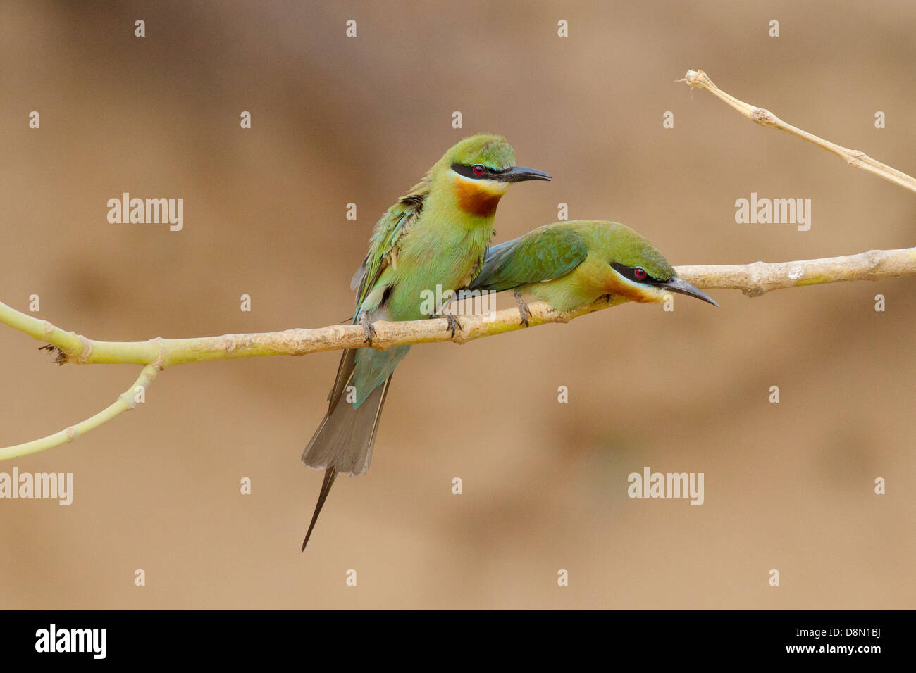 Blue tailed bee eater prey hi-res stock photography and images - Alamy