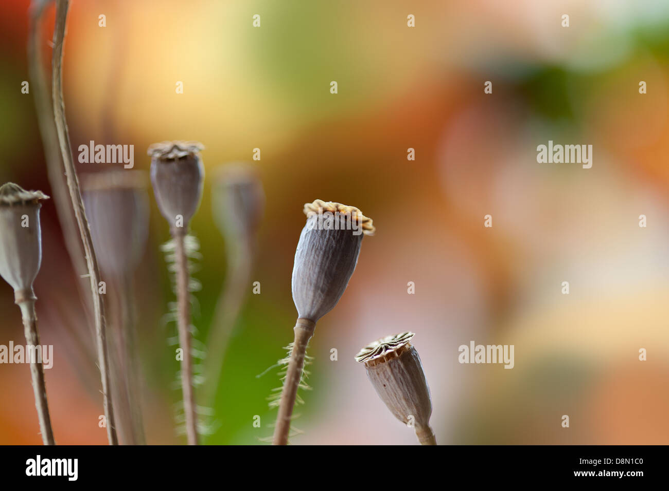 Dead poppy flower hi-res stock photography and images - Alamy