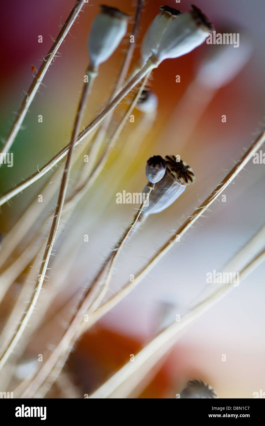Dried flower pod hi-res stock photography and images - Alamy