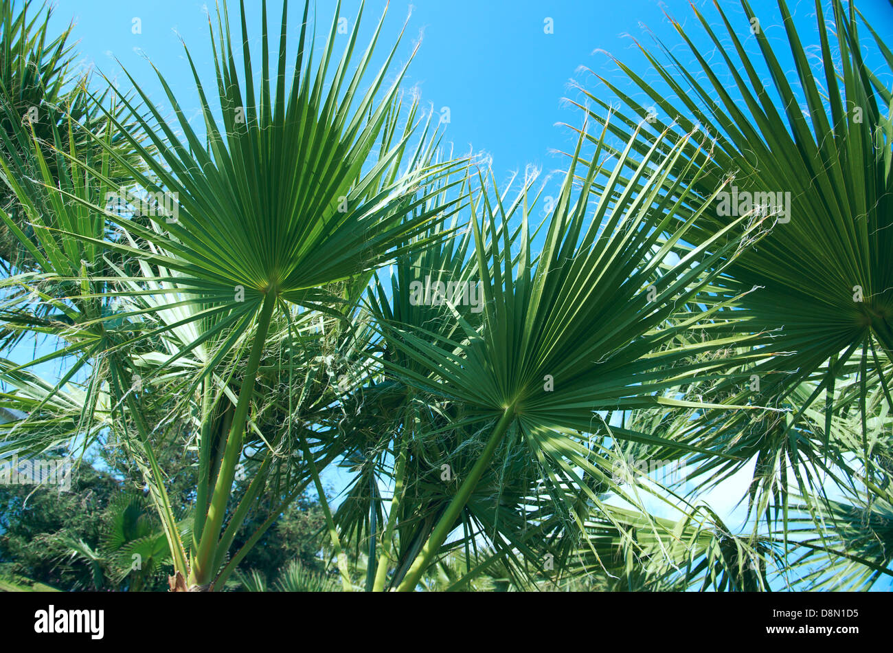 Beauty palm-trees in Antalya Stock Photo - Alamy
