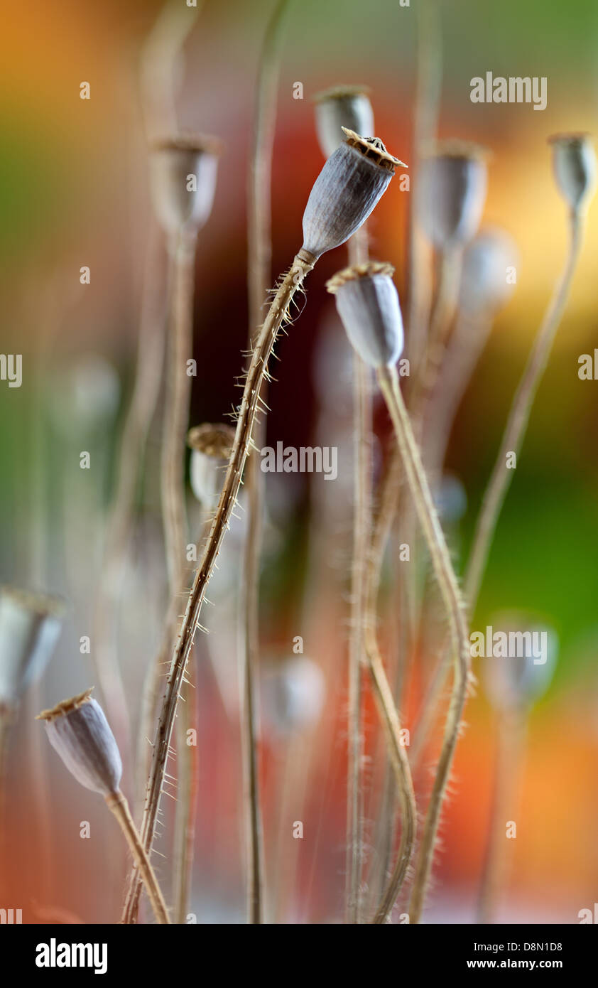 Dead poppy seed pod hi-res stock photography and images - Alamy