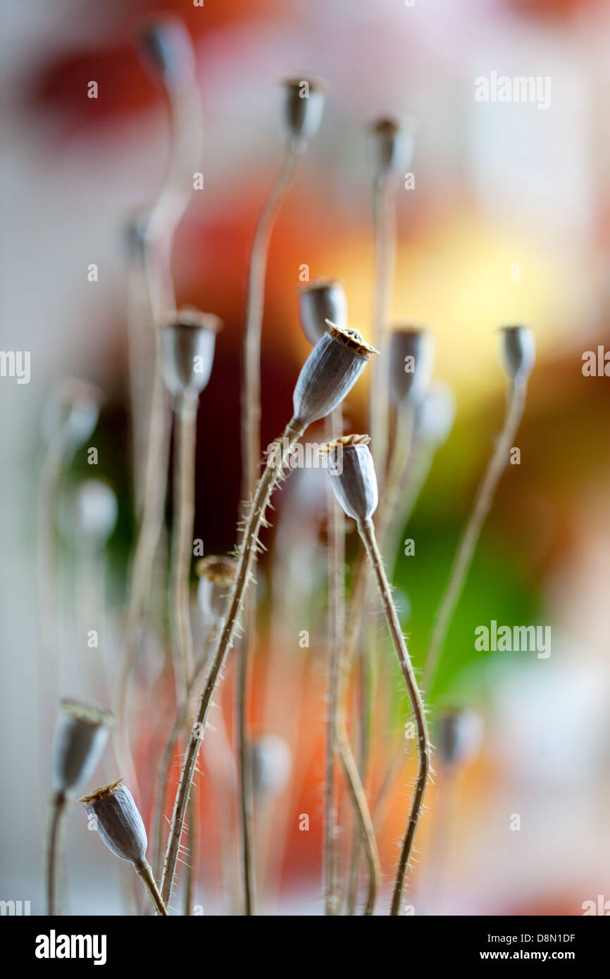 Poppies dried hi-res stock photography and images - Alamy