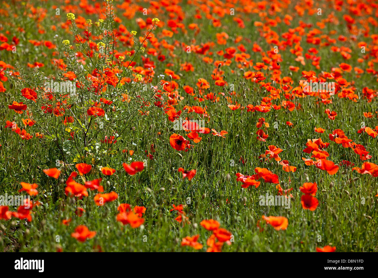 Red Poppy Flowers Stock Photo - Alamy