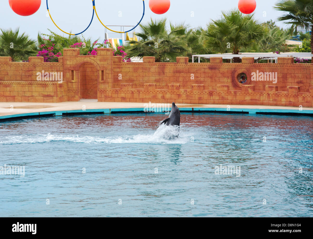 dolphin playing in water Stock Photo - Alamy