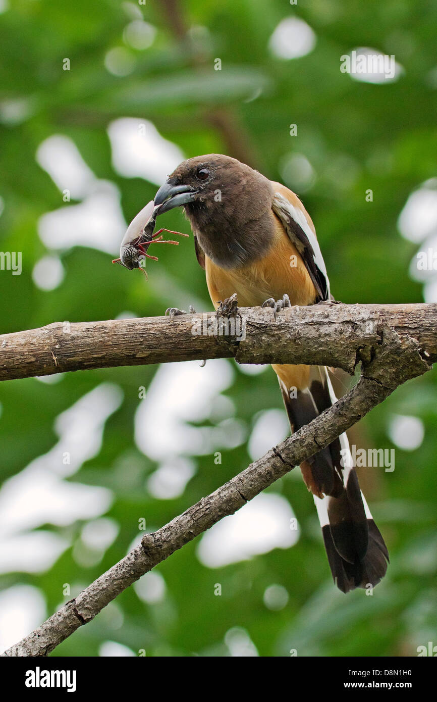 Rufous Treepie (Dendrocitta vagabunda Stock Photo - Alamy
