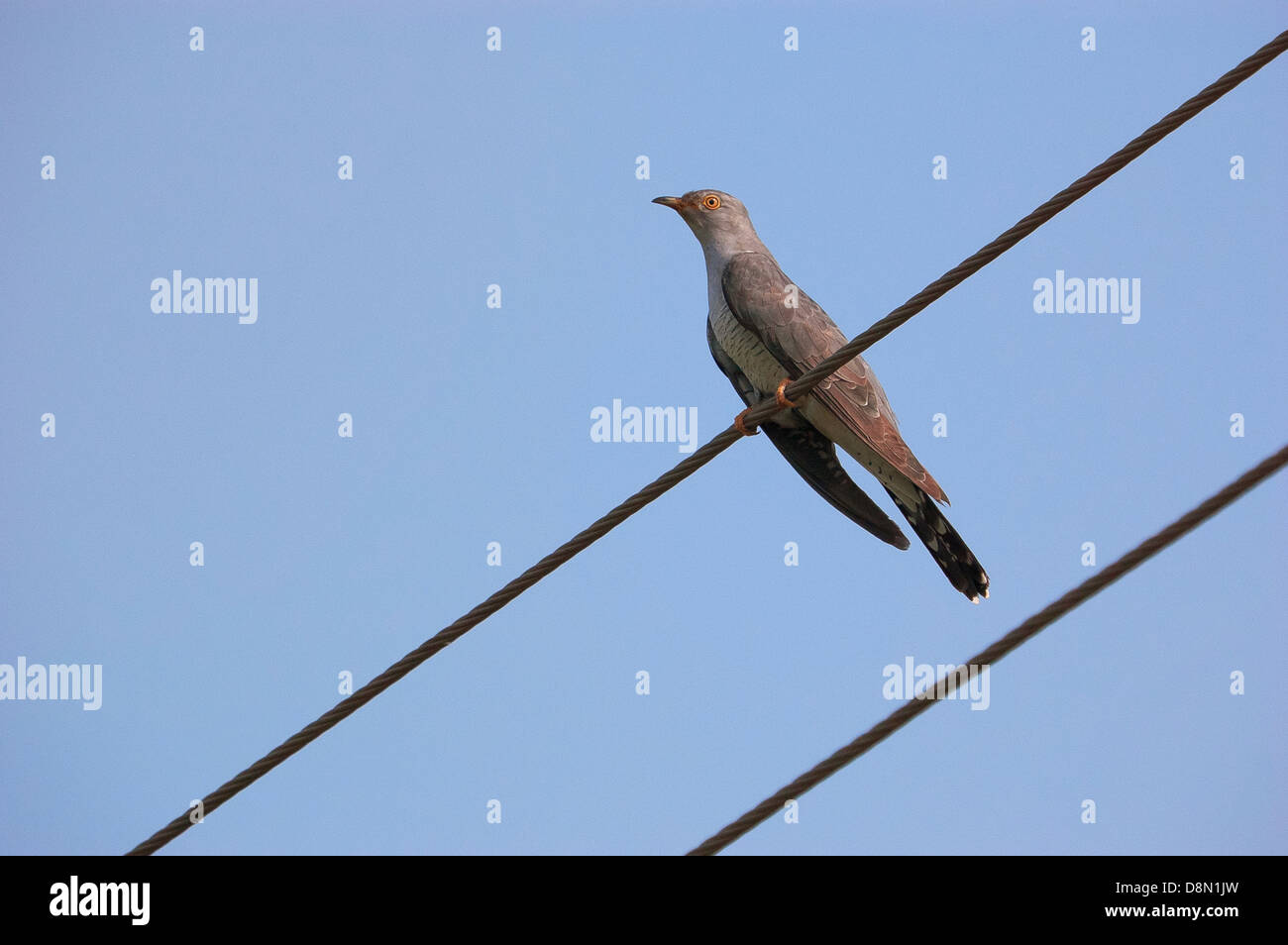 Common Cuckoo (Cuculus canorus) also called the European Cuckoo or ...