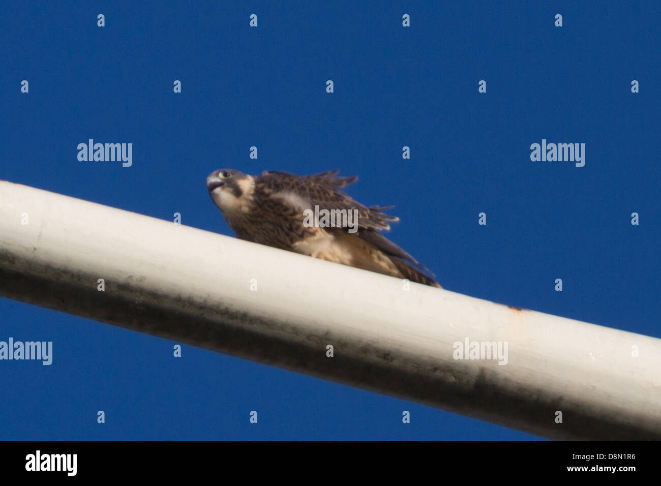 Peregrine falcon perched on the mast of a replica sailing ship next to ...