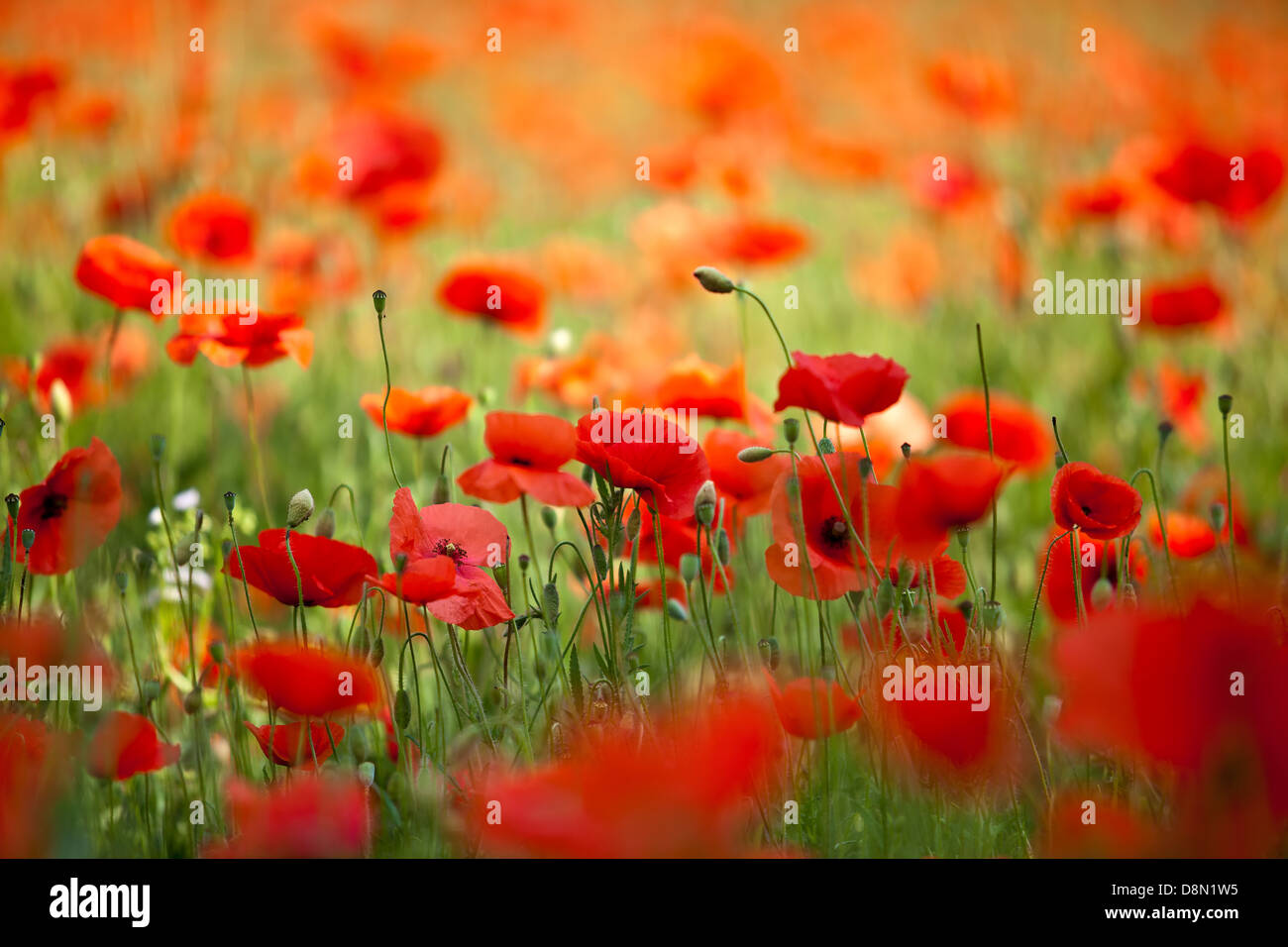 Red Corn Poppy Flowers Stock Photo - Alamy