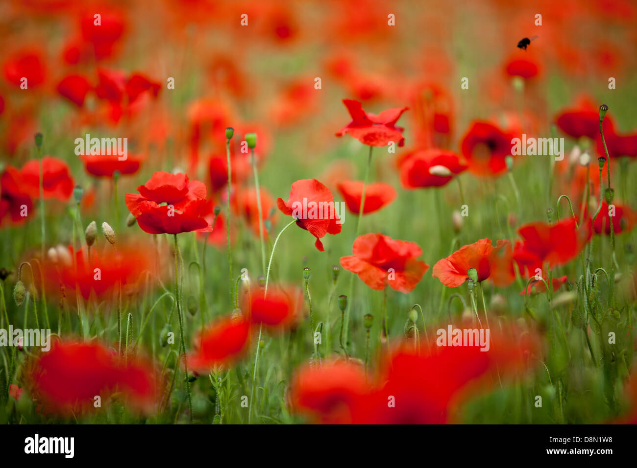 Red Corn Poppy Flowers Stock Photo - Alamy