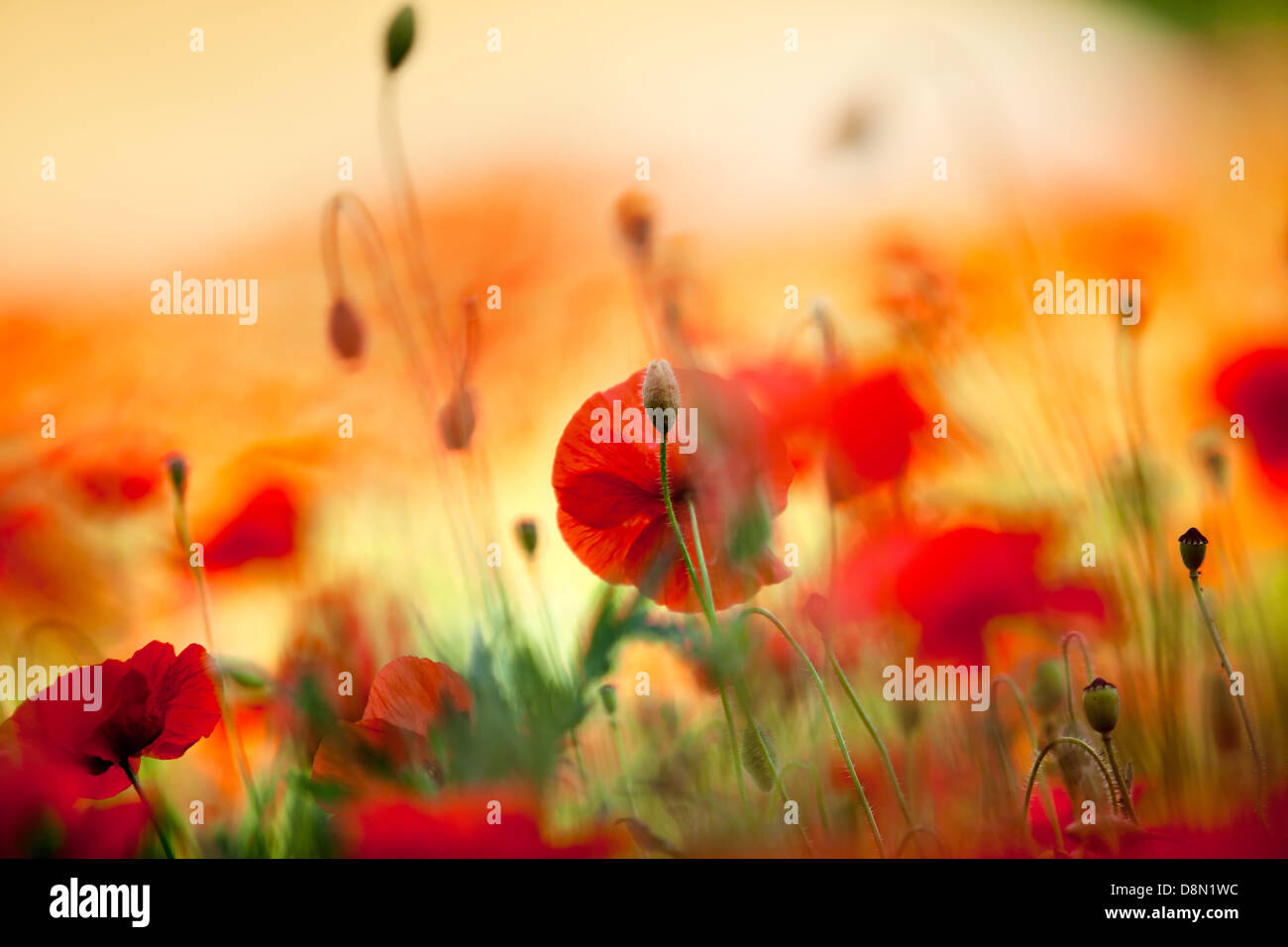 Red Corn Poppy Flowers Stock Photo - Alamy