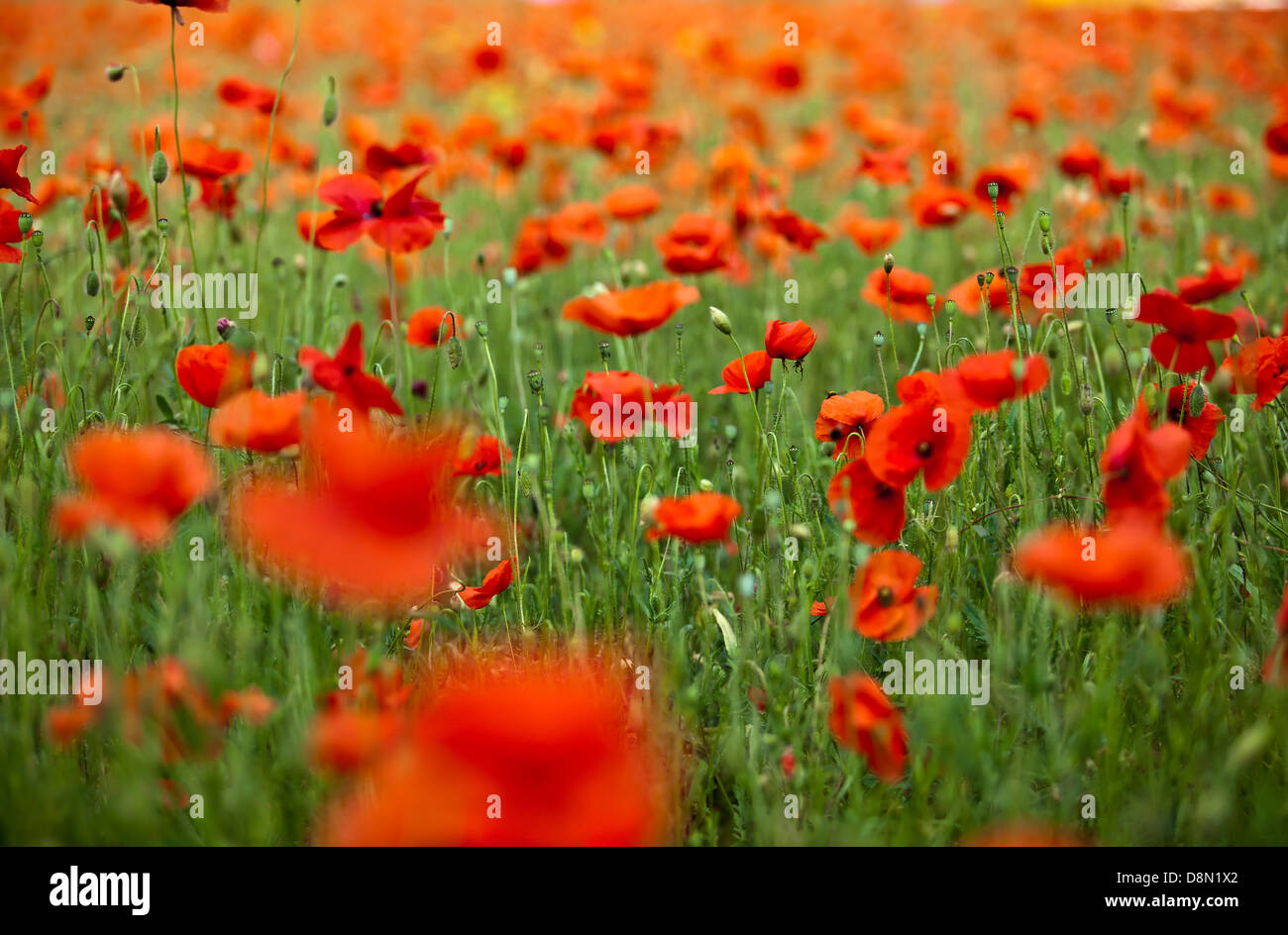 Red Corn Poppy Flowers Stock Photo - Alamy