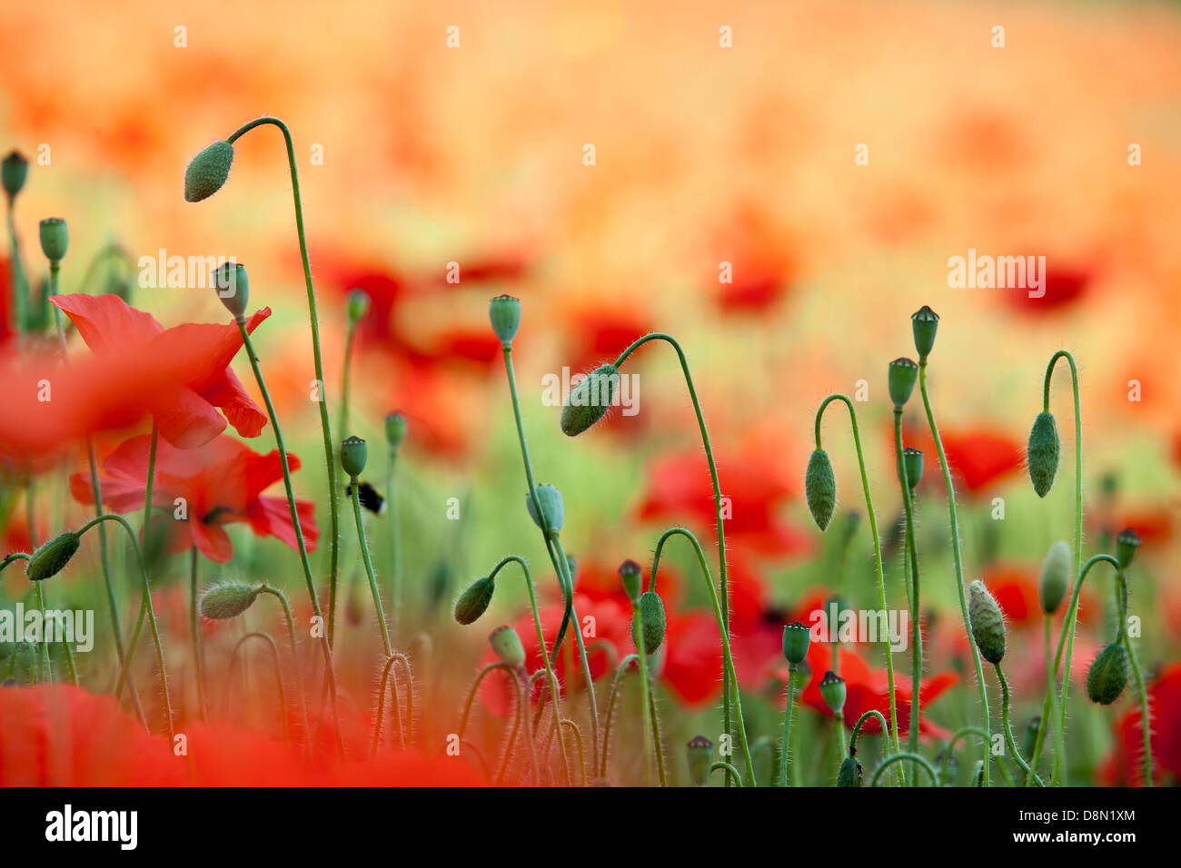 Red Corn Poppy Flowers Stock Photo - Alamy