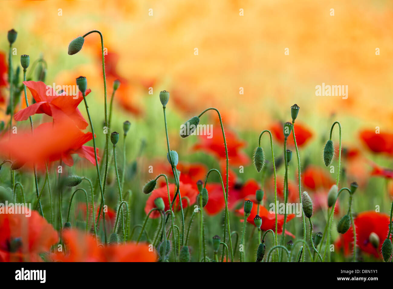 Red Corn Poppy Flowers Stock Photo - Alamy