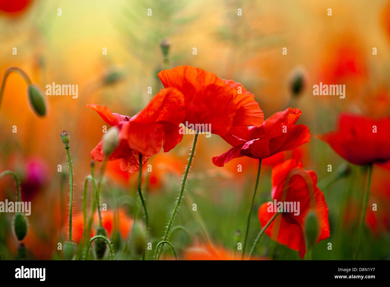 Red Corn Poppy Flowers Stock Photo - Alamy
