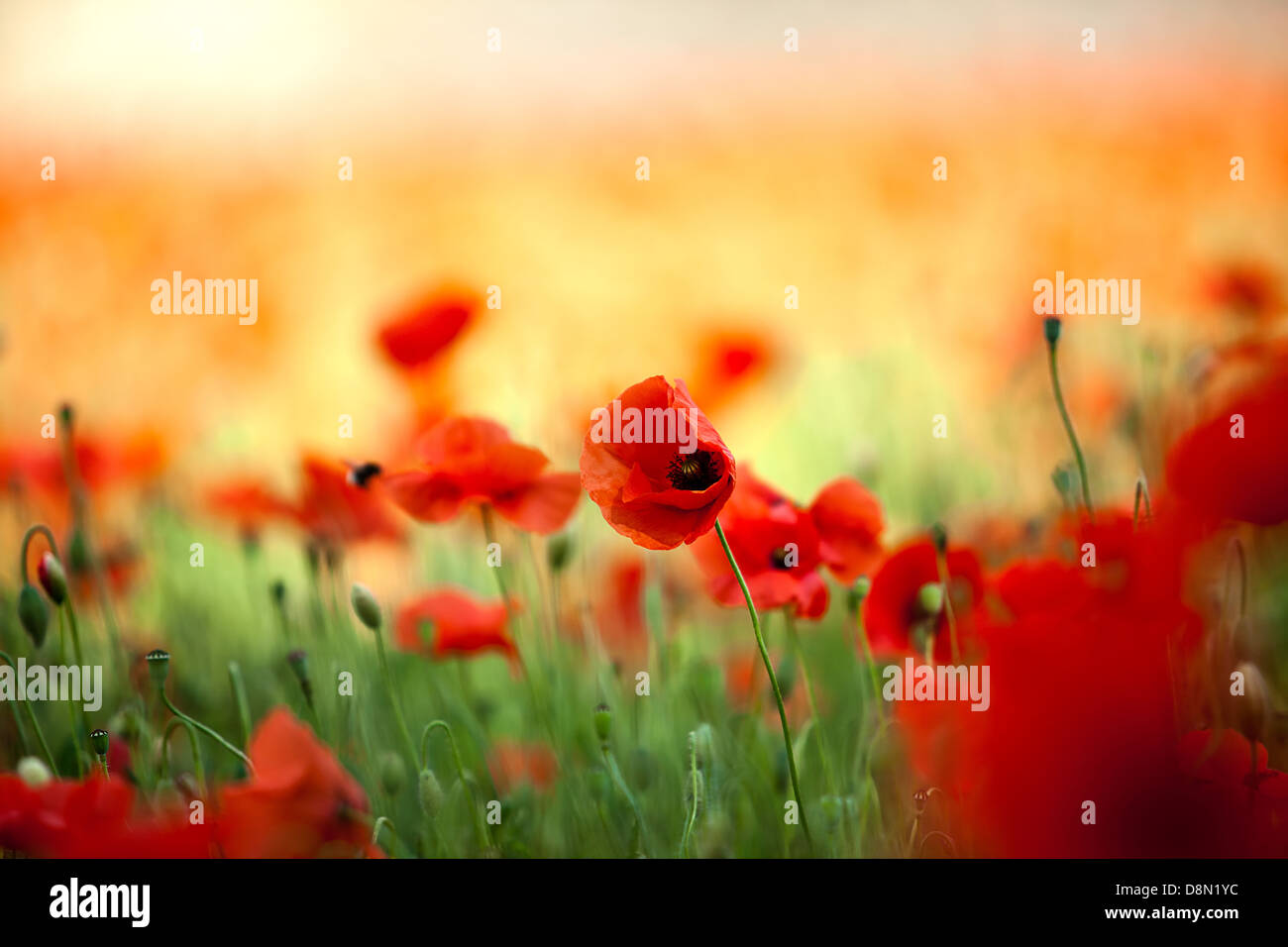 Red Corn Poppy Flowers Stock Photo - Alamy
