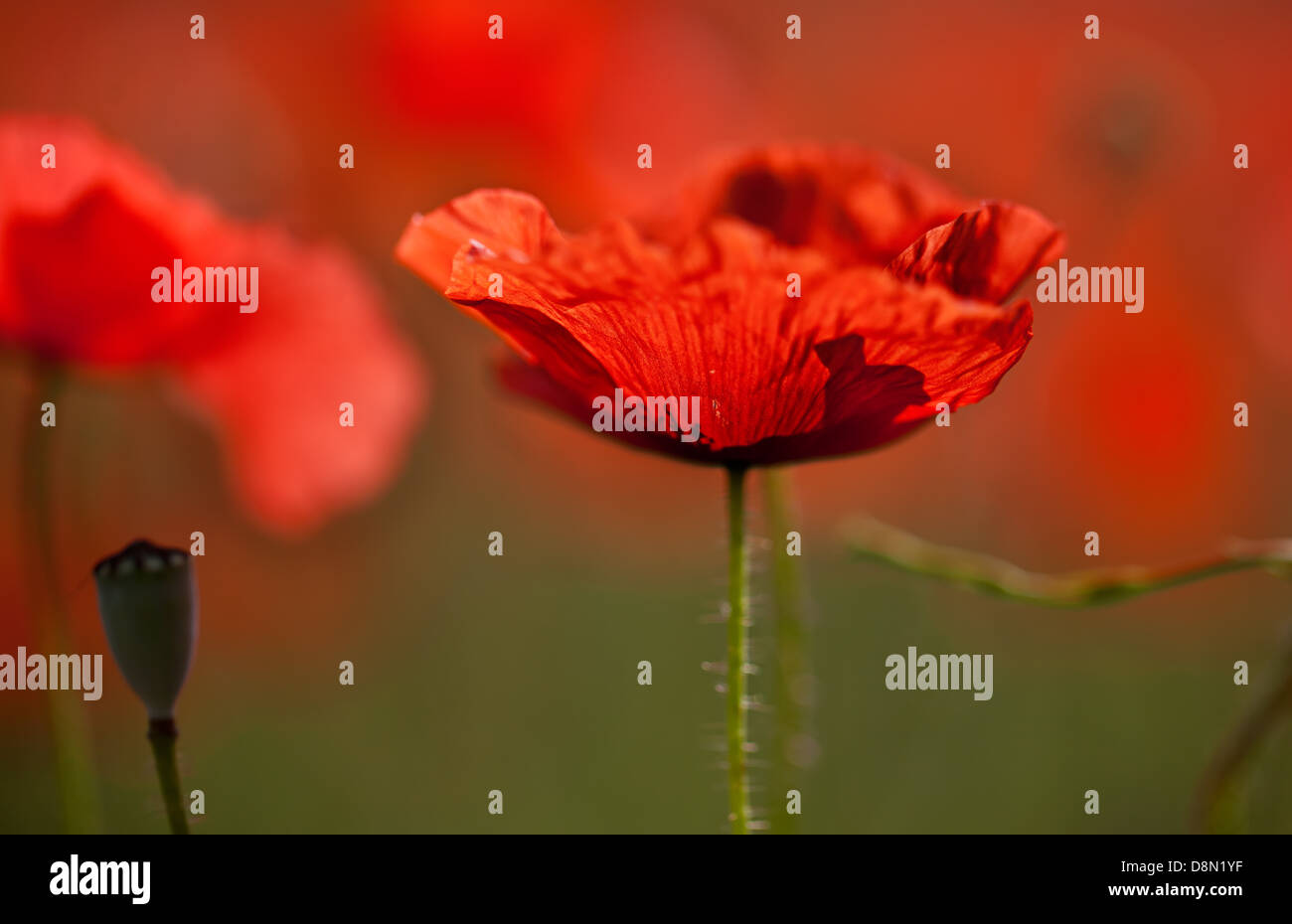 Red Corn Poppy Flowers Stock Photo - Alamy