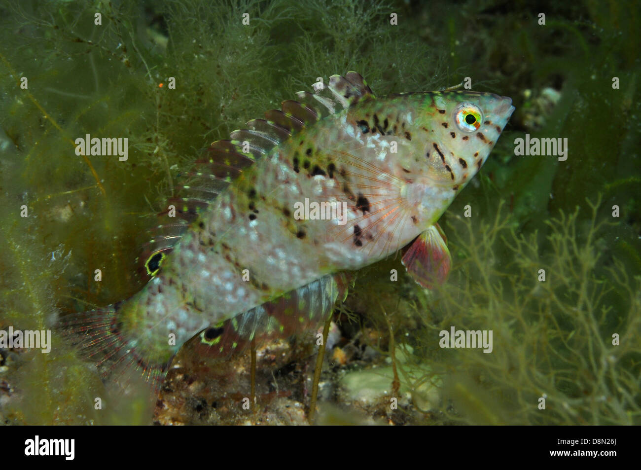 Come wrasse hi-res stock photography and images - Alamy