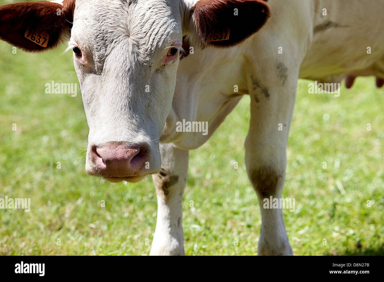 Milchkuh milk cow cattle europe hi-res stock photography and images - Alamy