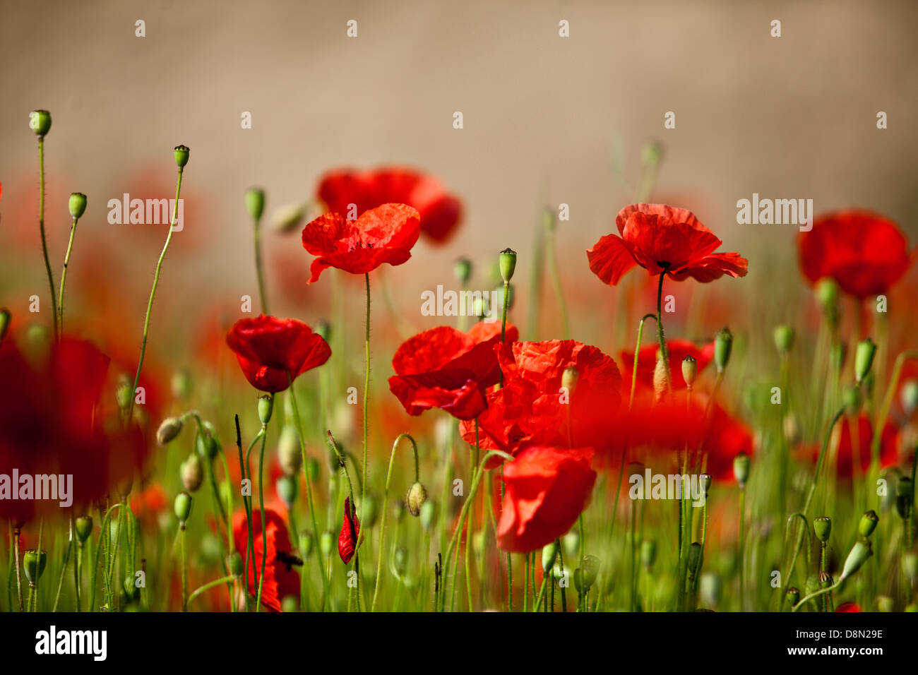 Red Corn Poppy Flowers Stock Photo - Alamy