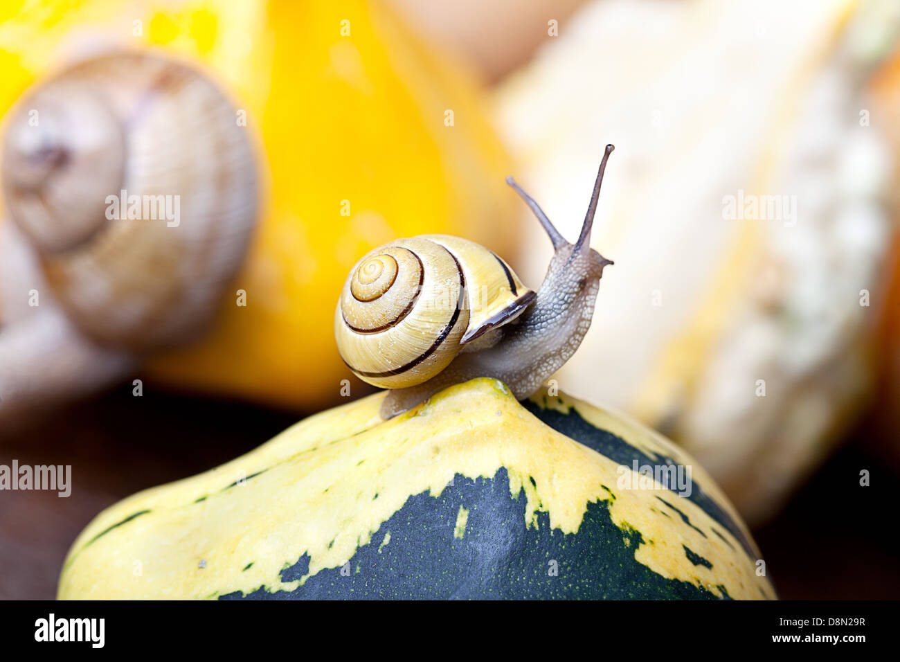Snail and Pumpkins Stock Photo - Alamy