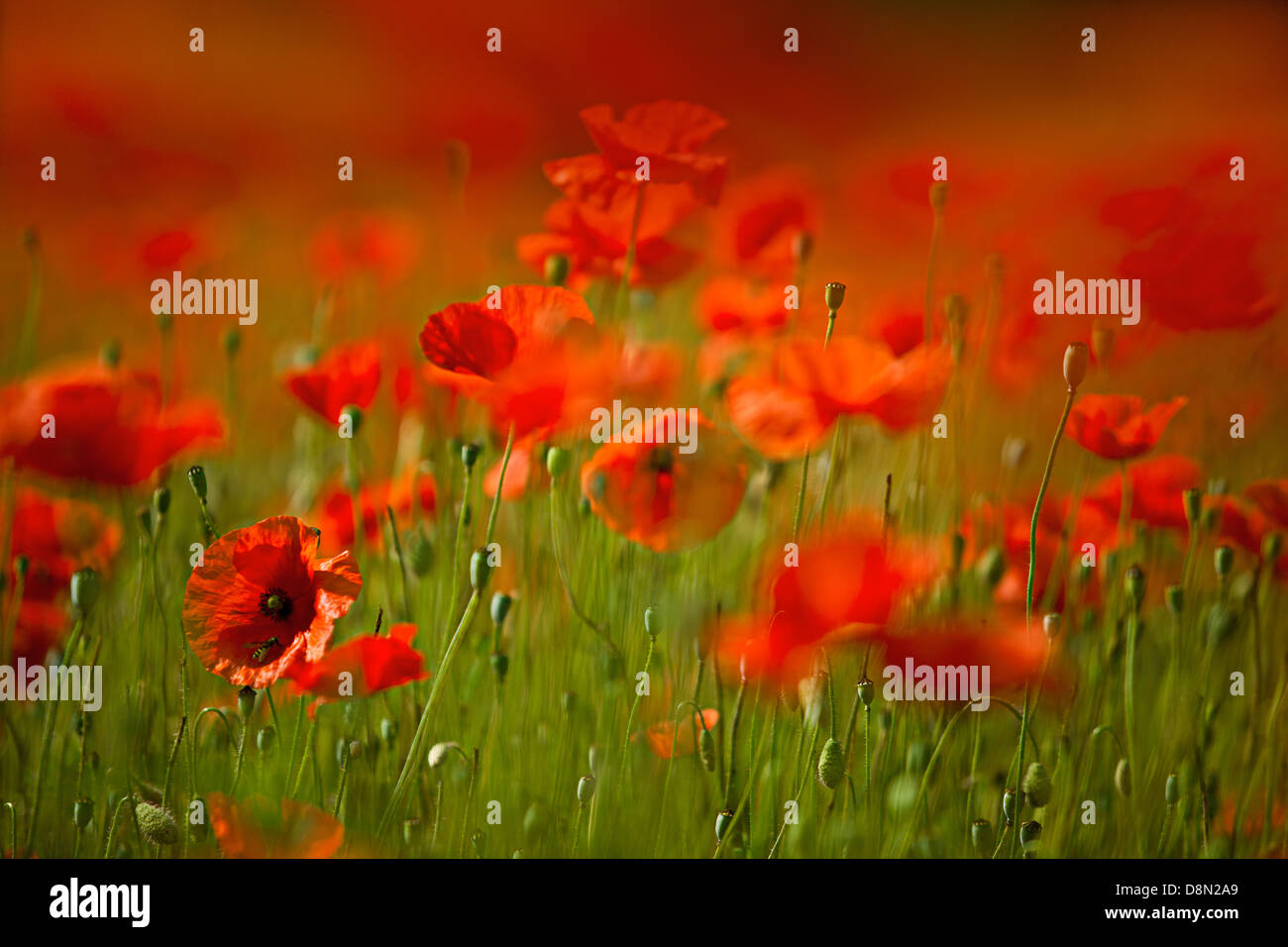Red Corn Poppy Flowers Stock Photo - Alamy