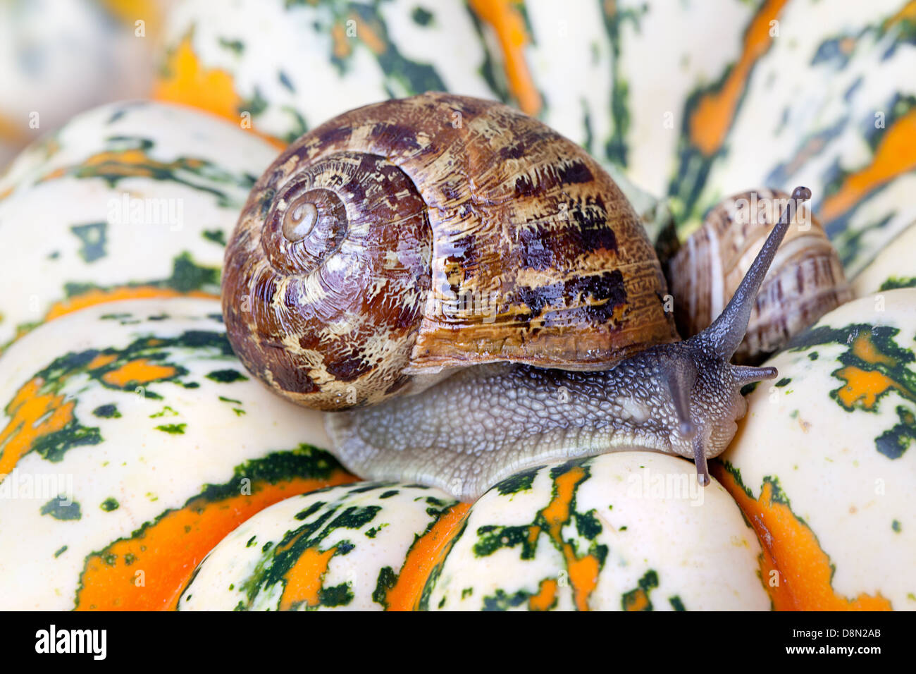 Snail and Pumpkins Stock Photo - Alamy