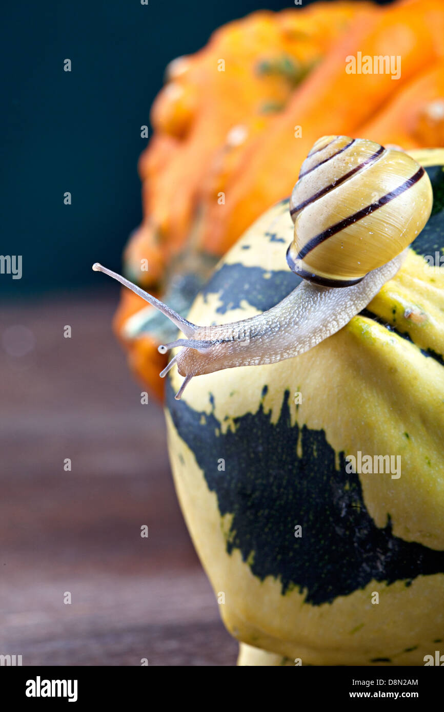 Snail and Pumpkins Stock Photo - Alamy