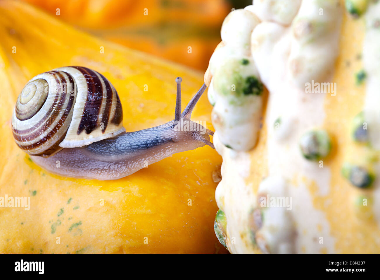 Snail and Pumpkins Stock Photo - Alamy