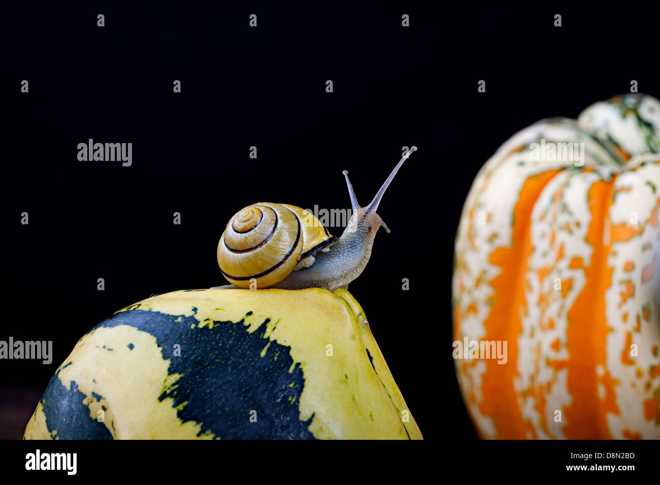 Snail and Pumpkins Stock Photo - Alamy