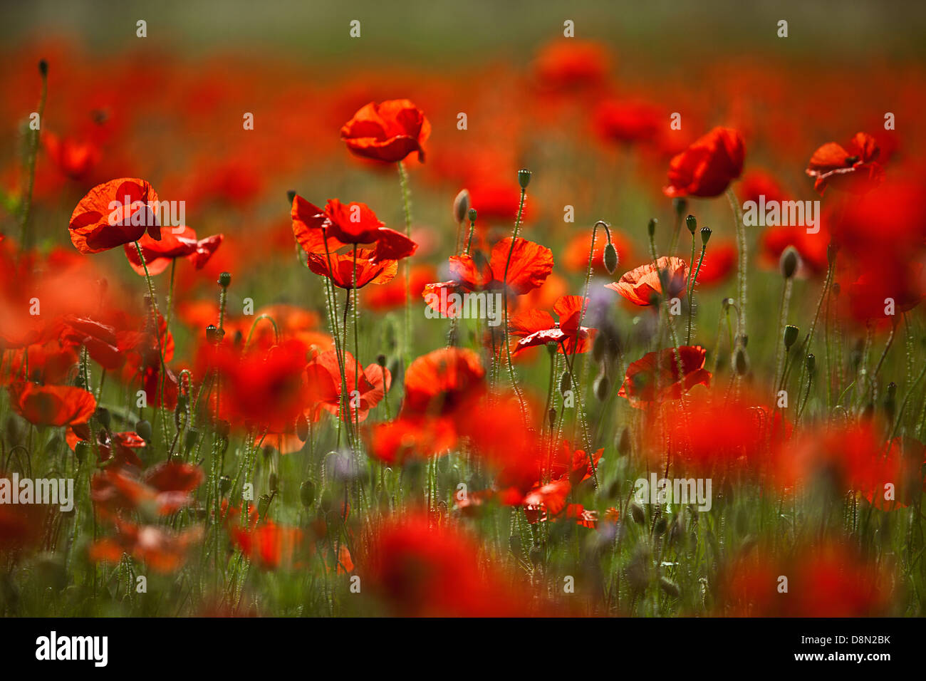 Red Corn Poppy Flowers Stock Photo - Alamy