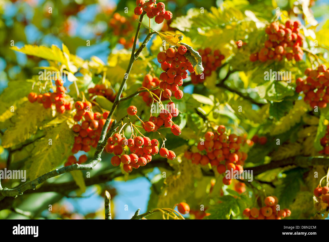 Sorbus aucuparia herbst hi-res stock photography and images - Alamy