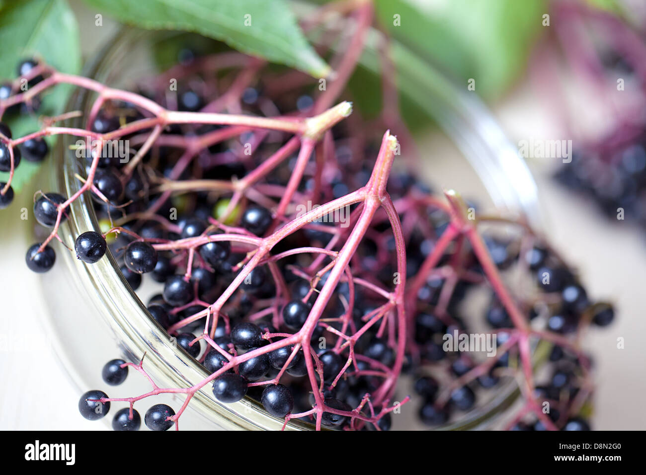 Elderberries hi-res stock photography and images - Alamy