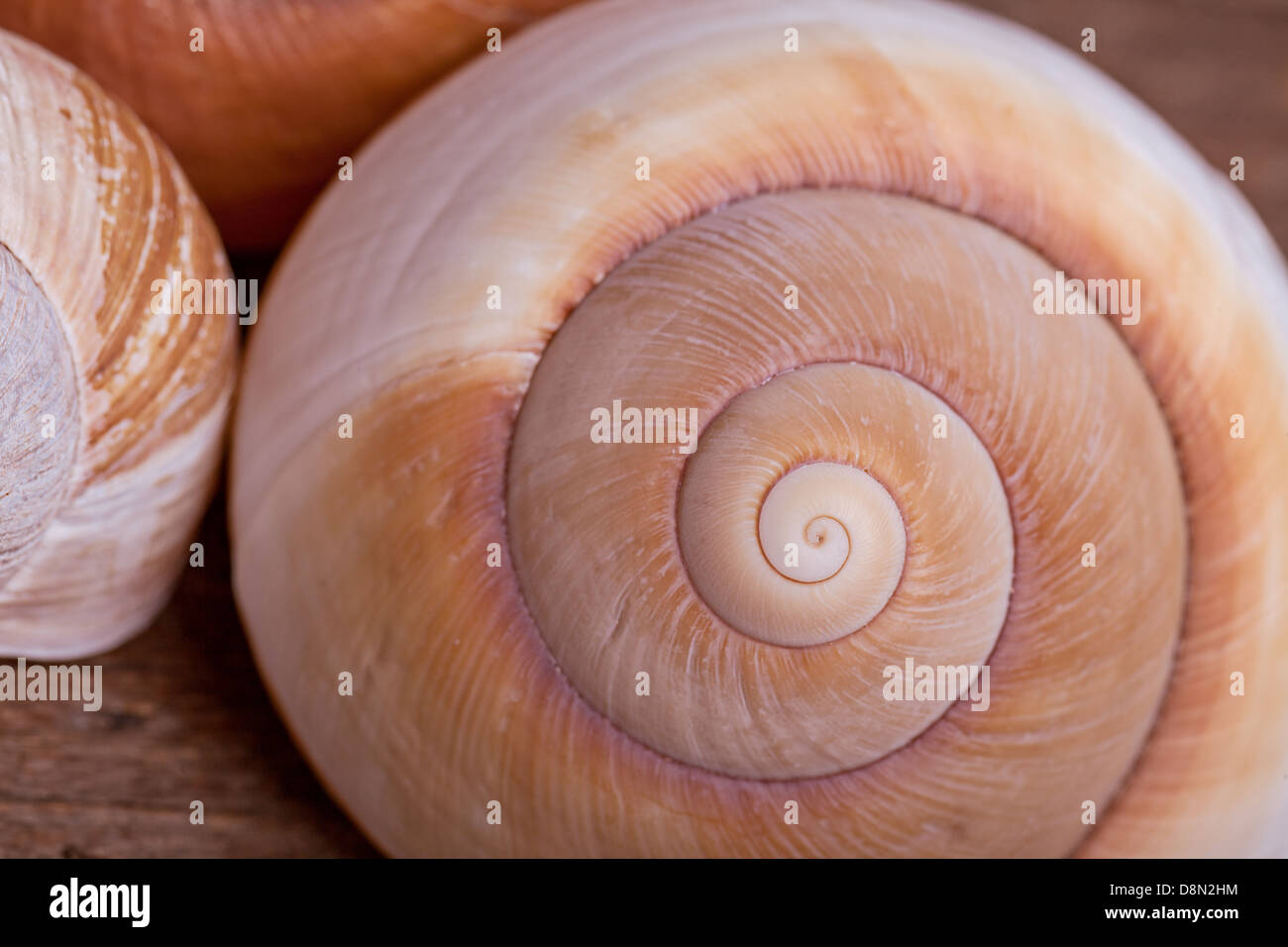 Small size snail hi-res stock photography and images - Alamy