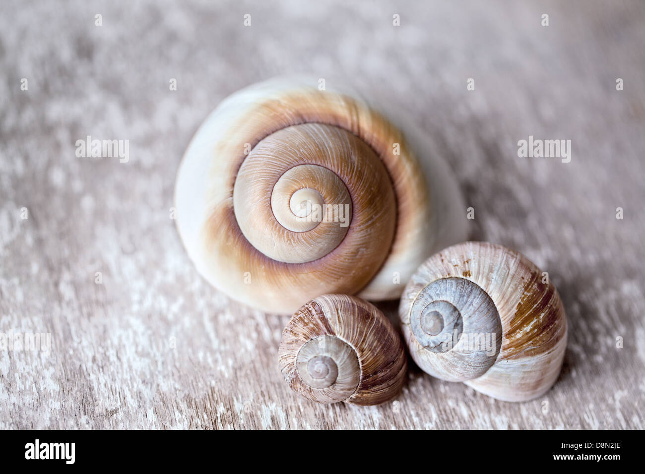 Schnecken shell hi-res stock photography and images - Alamy