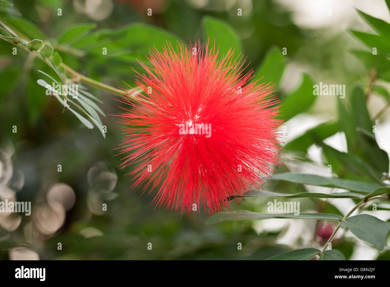 Mimosa family hi-res stock photography and images - Alamy