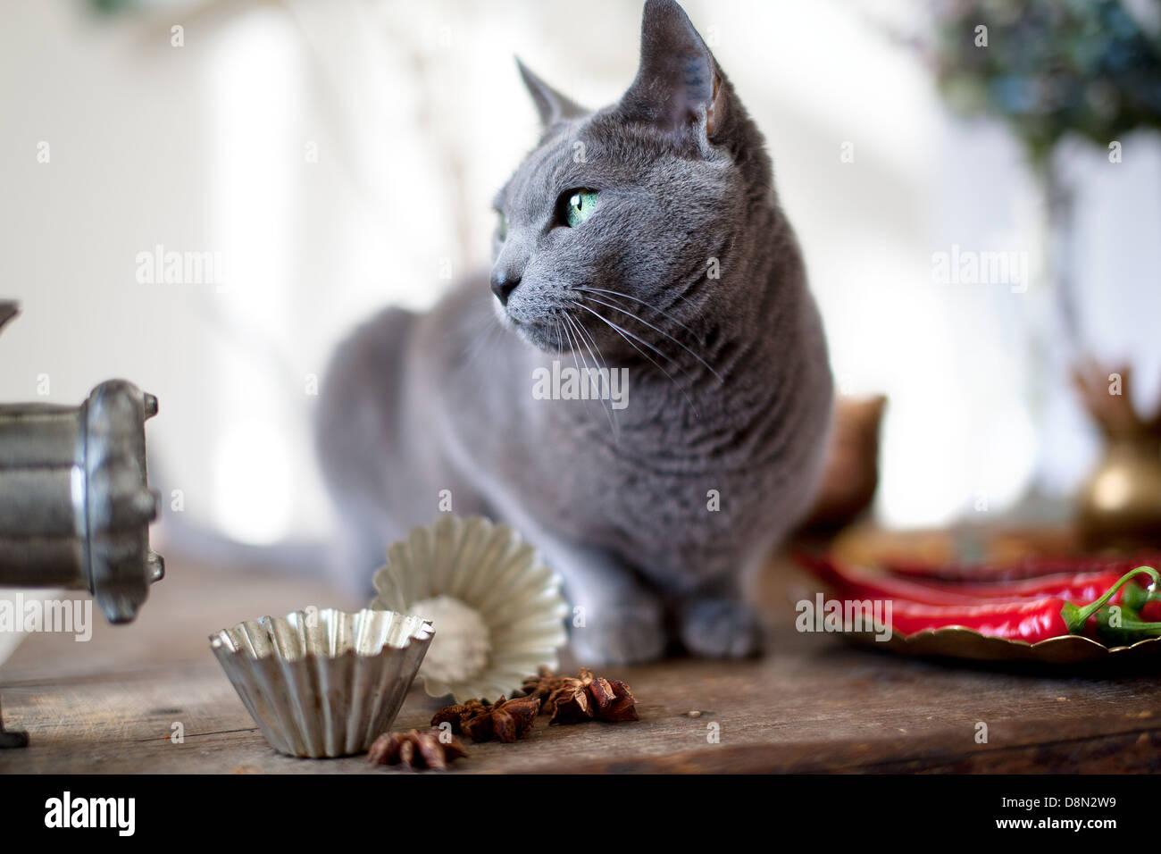 Cat on Kitchen table Stock Photo - Alamy