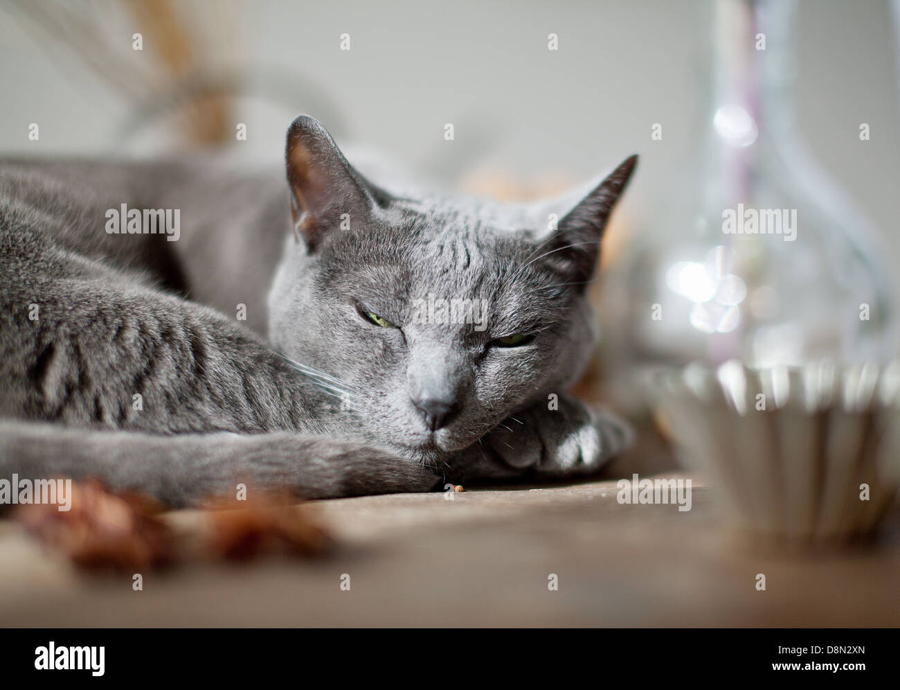 Cat on Kitchen table Stock Photo - Alamy