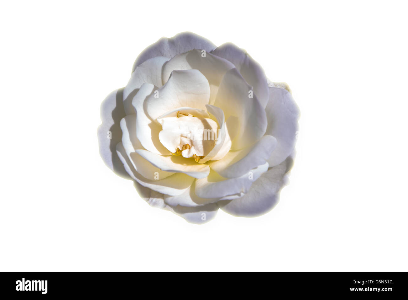 Single white rose with leaves on the nature background Stock Photo - Alamy