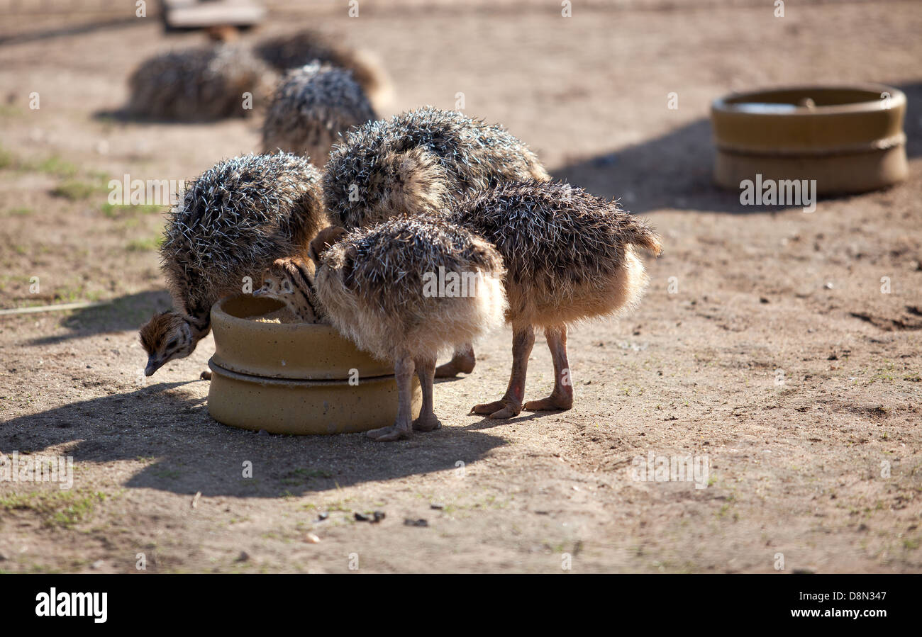 Ostrich on Farm Stock Photo - Alamy