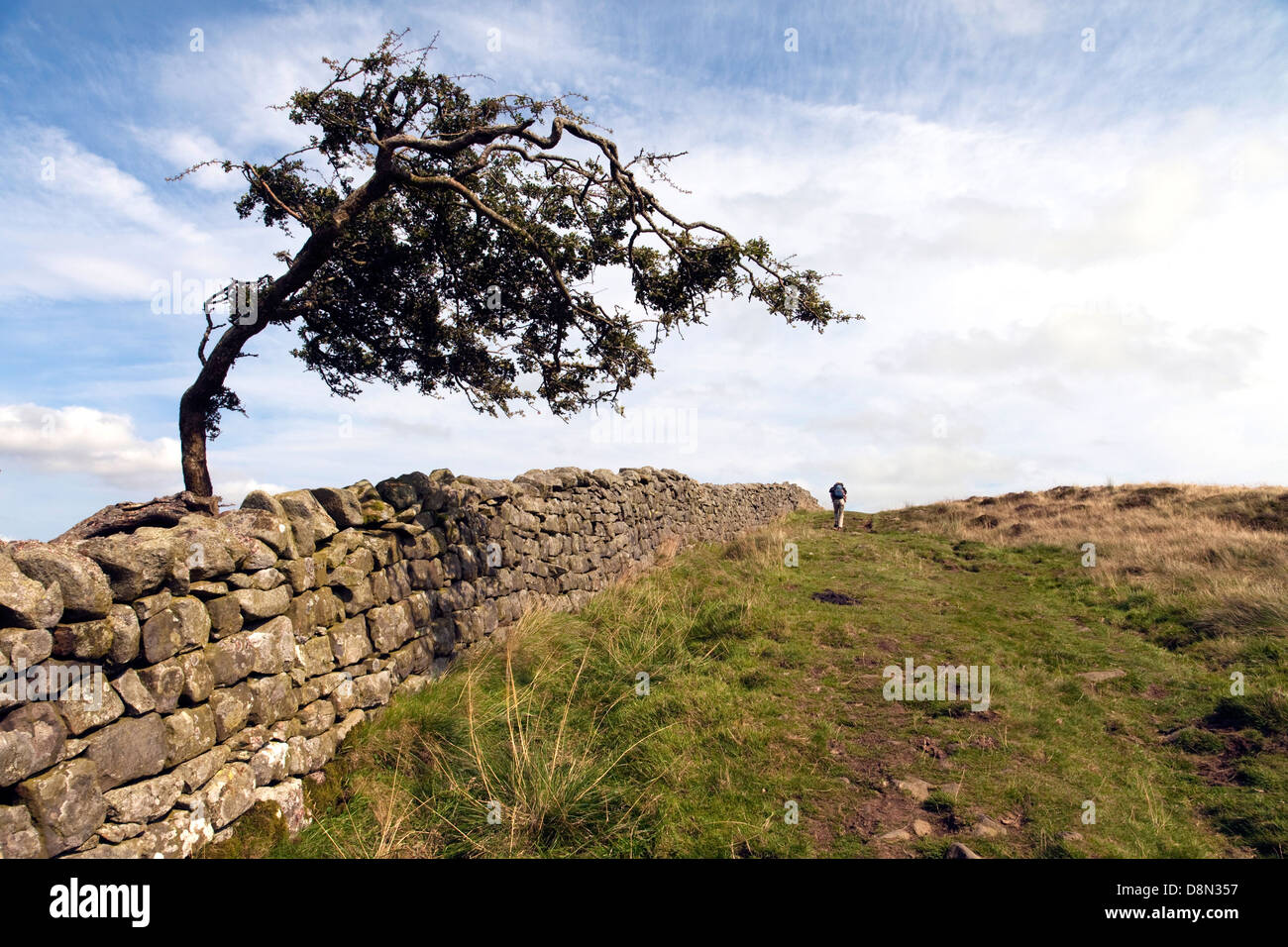Single Tree On Hadrians Wall High Resolution Stock Photography and ...