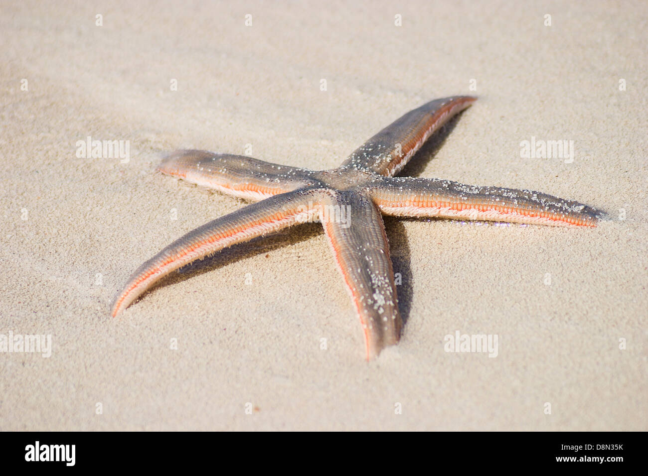 Five armed orange and grey starfish on a sandy beach in the Bahamas ...
